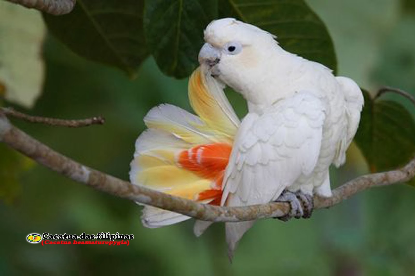 ORNITOLOGIA: Cacatua-das-filipinas (Cacatua haematuropygia)